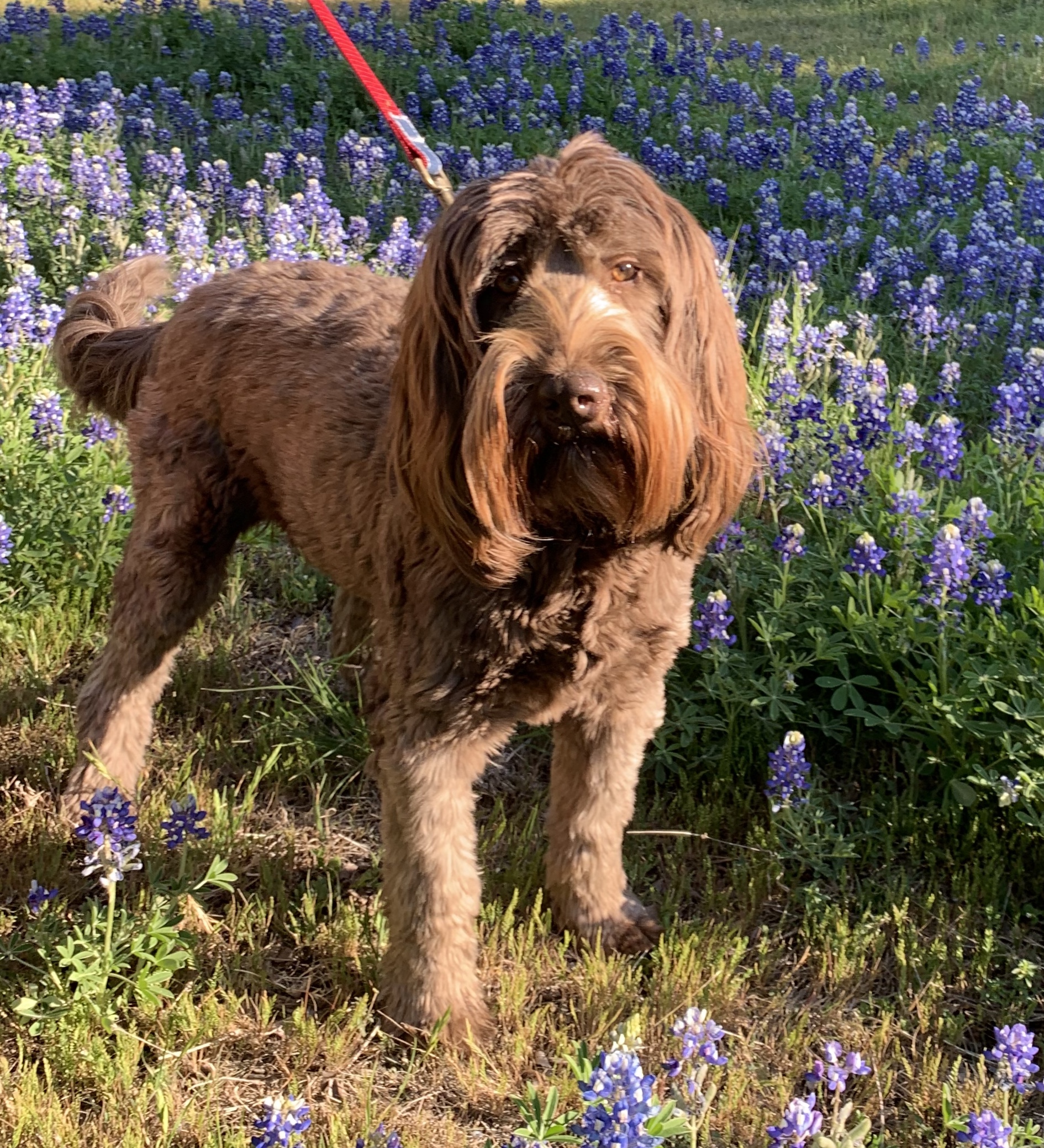 Labradoodle Puppies For Sale | Labradoodles of Logan Ranch