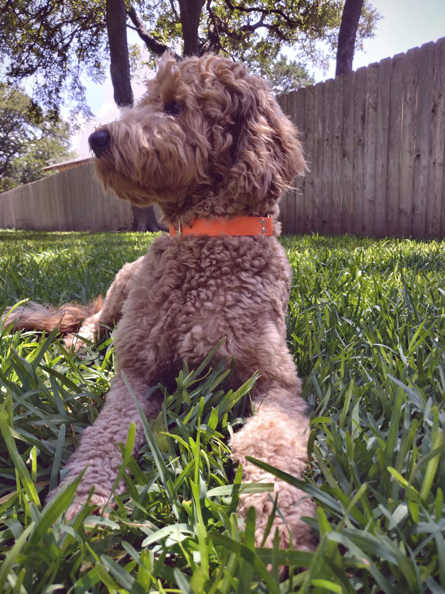 Labradoodle Puppies For Sale | Labradoodles of Logan Ranch