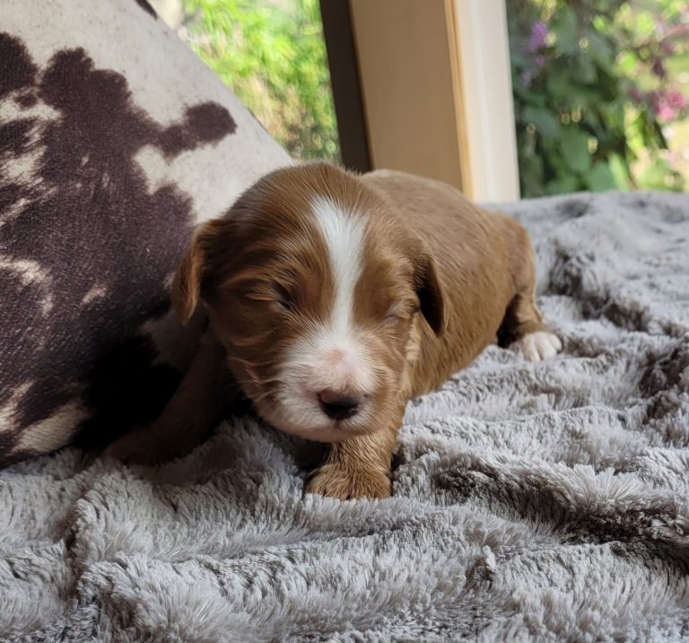 Australian Labradoodle Puppies | Labradoodles of Logan Ranch