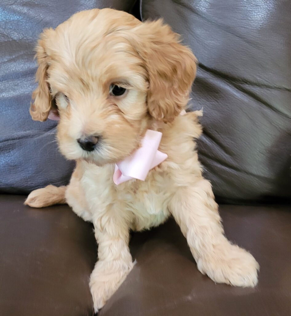 Labradoodle Puppies For Sale By Labradoodles of Logan Ranch