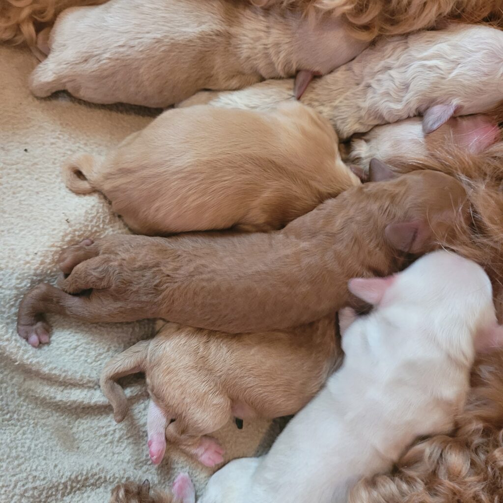 Labradoodle Puppies For Sale By Labradoodles of Logan Ranch