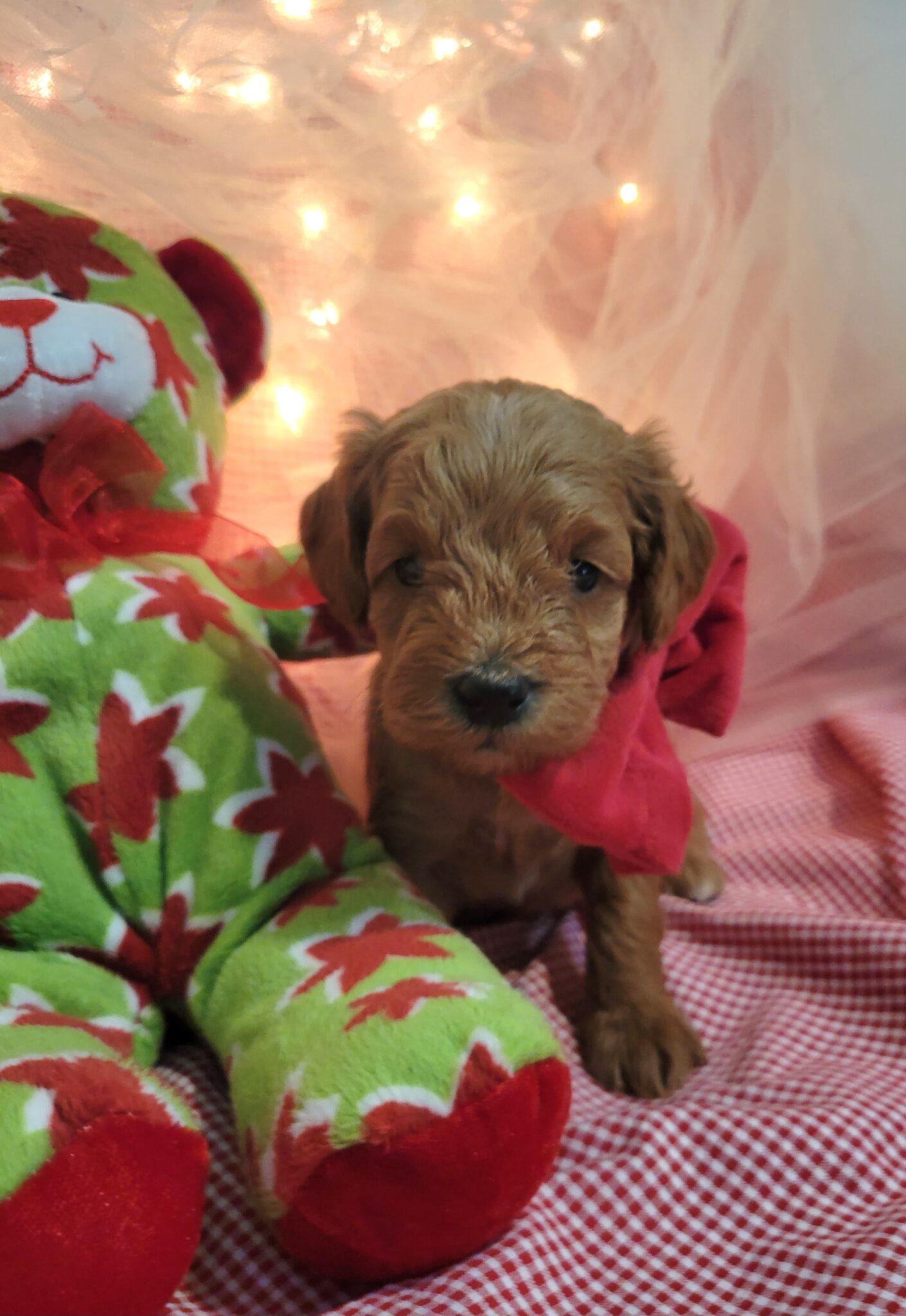 Labradoodle Puppies For Sale By Labradoodles of Logan Ranch
