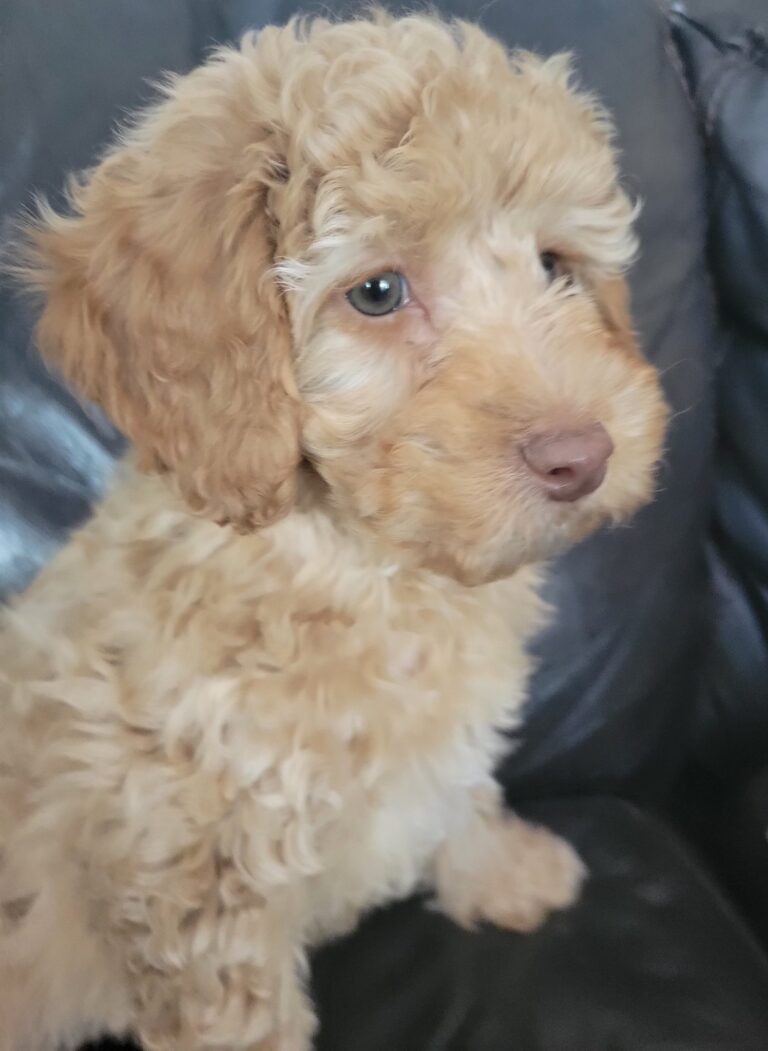 Labradoodle Puppies For Sale By Labradoodles of Logan Ranch