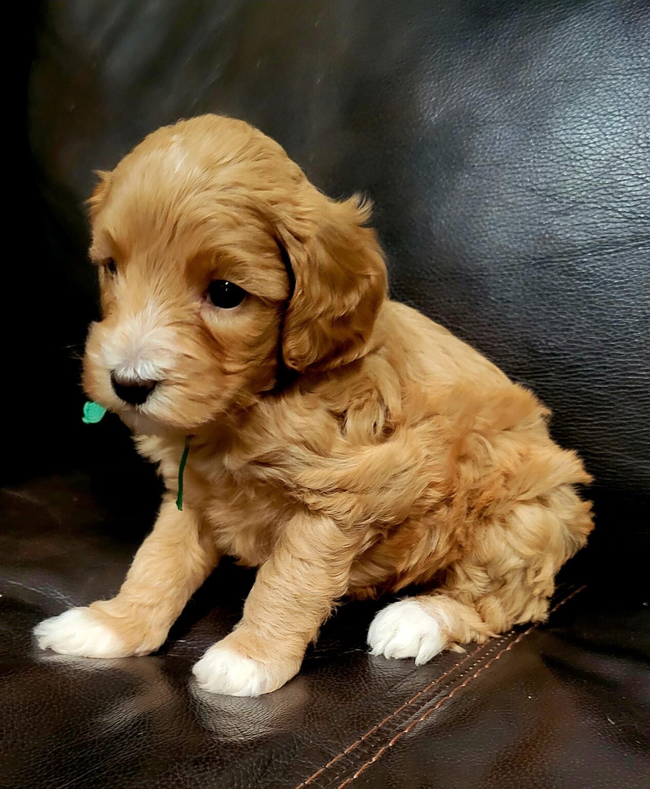 Labradoodle Puppies For Sale By Labradoodles of Logan Ranch