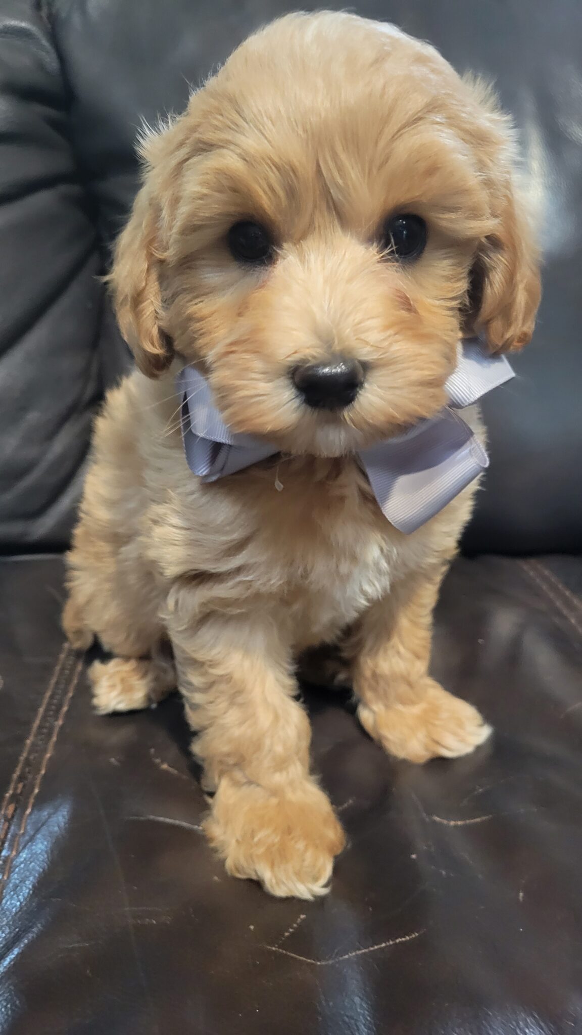 Labradoodle Puppies For Sale By Labradoodles of Logan Ranch